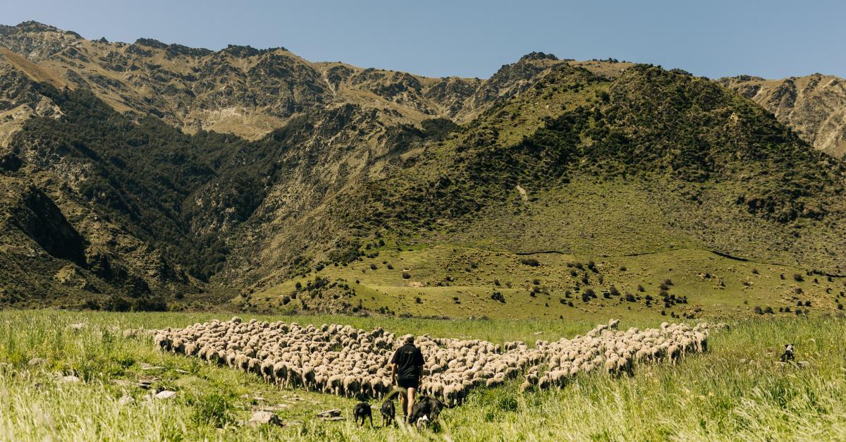 Lake Hāwea Station | Explore | Wanaka Official Website